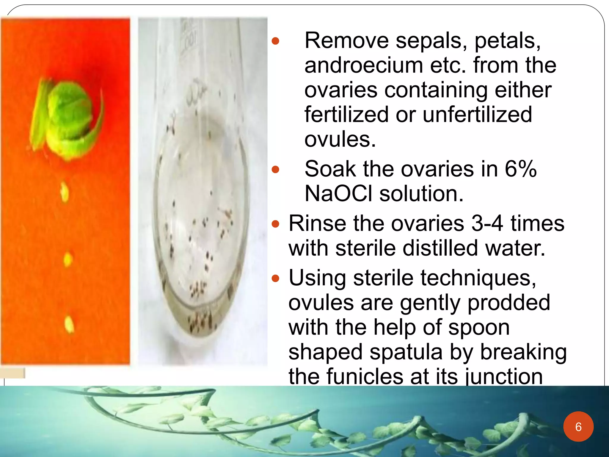 Culture of ovule and ovary | PPTX