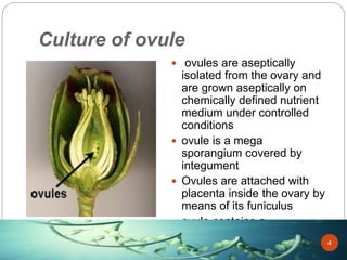 Culture of ovule and ovary | PPTX