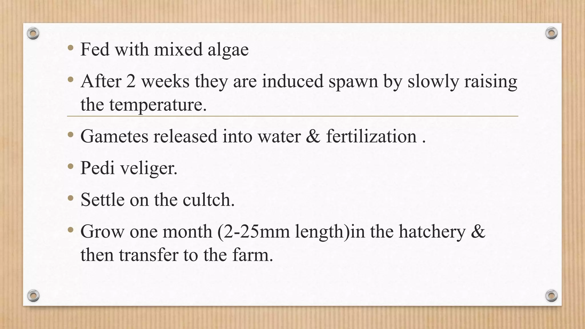 Culture of pearl oyster,clams and scallops | PPTX