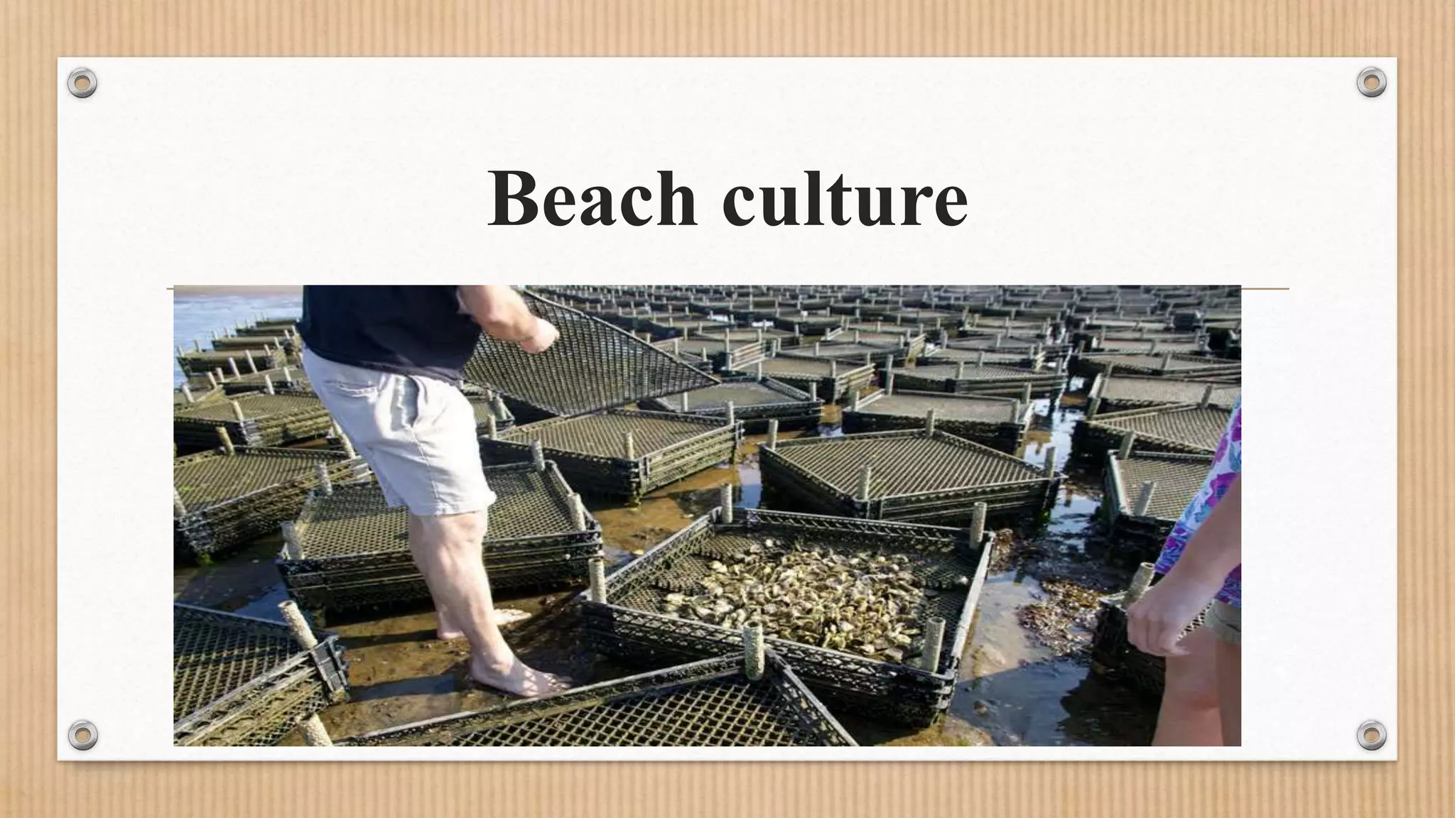 Culture of pearl oyster,clams and scallops | PPTX