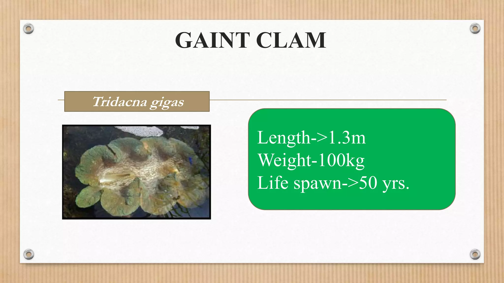 Culture of pearl oyster,clams and scallops | PPTX