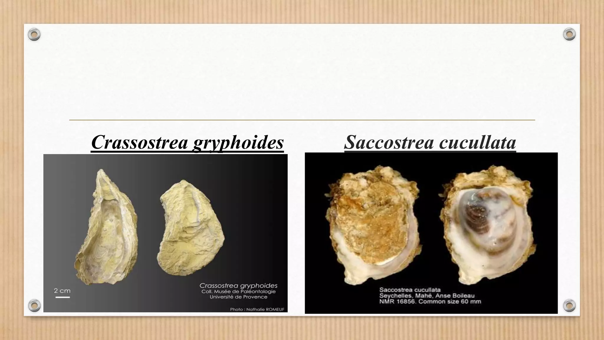 Culture of pearl oyster,clams and scallops | PPTX