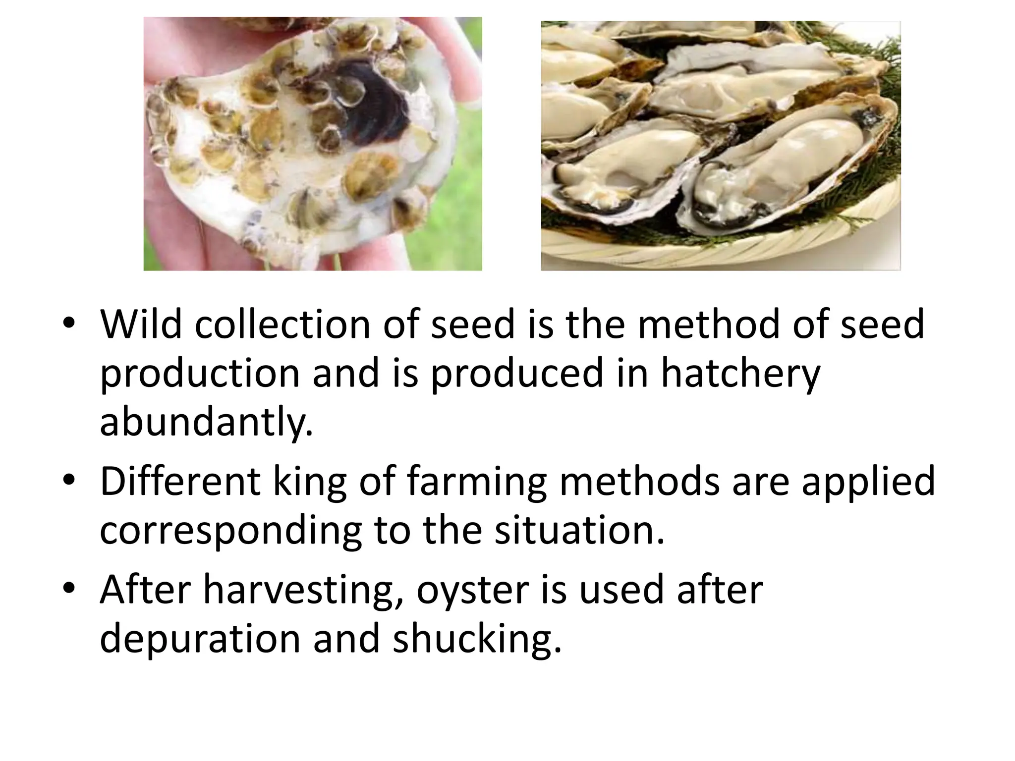 CULTURE OF PEARL OYSTERS.pptx