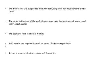 CULTURE OF PEARL OYSTERS.pptx | Zoos & Aquariums | Attractions