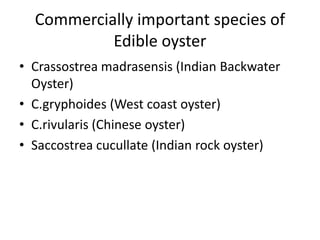 CULTURE OF PEARL OYSTERS.pptx | Zoos & Aquariums | Attractions