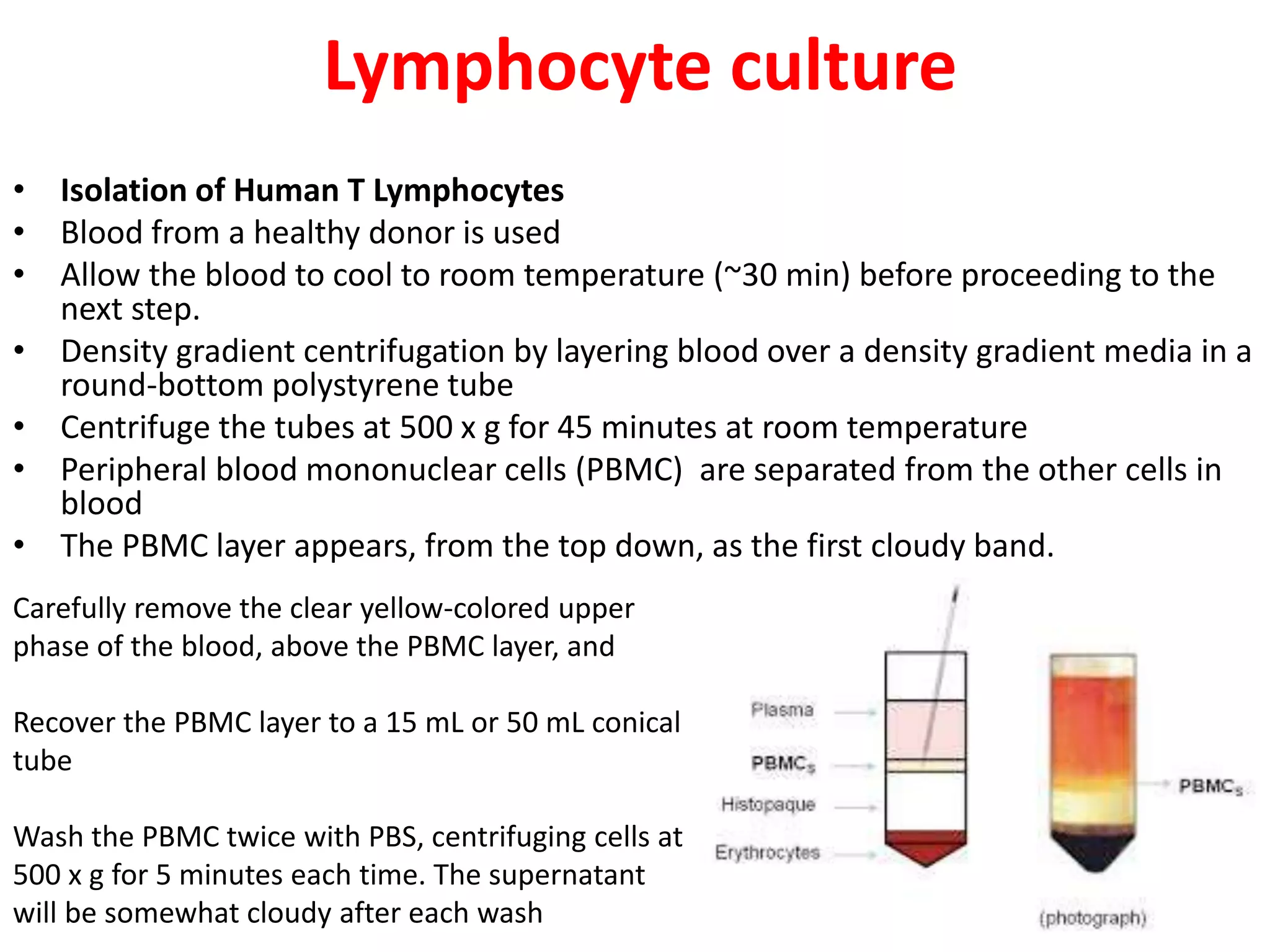 Culture of specialised cells | PPTX