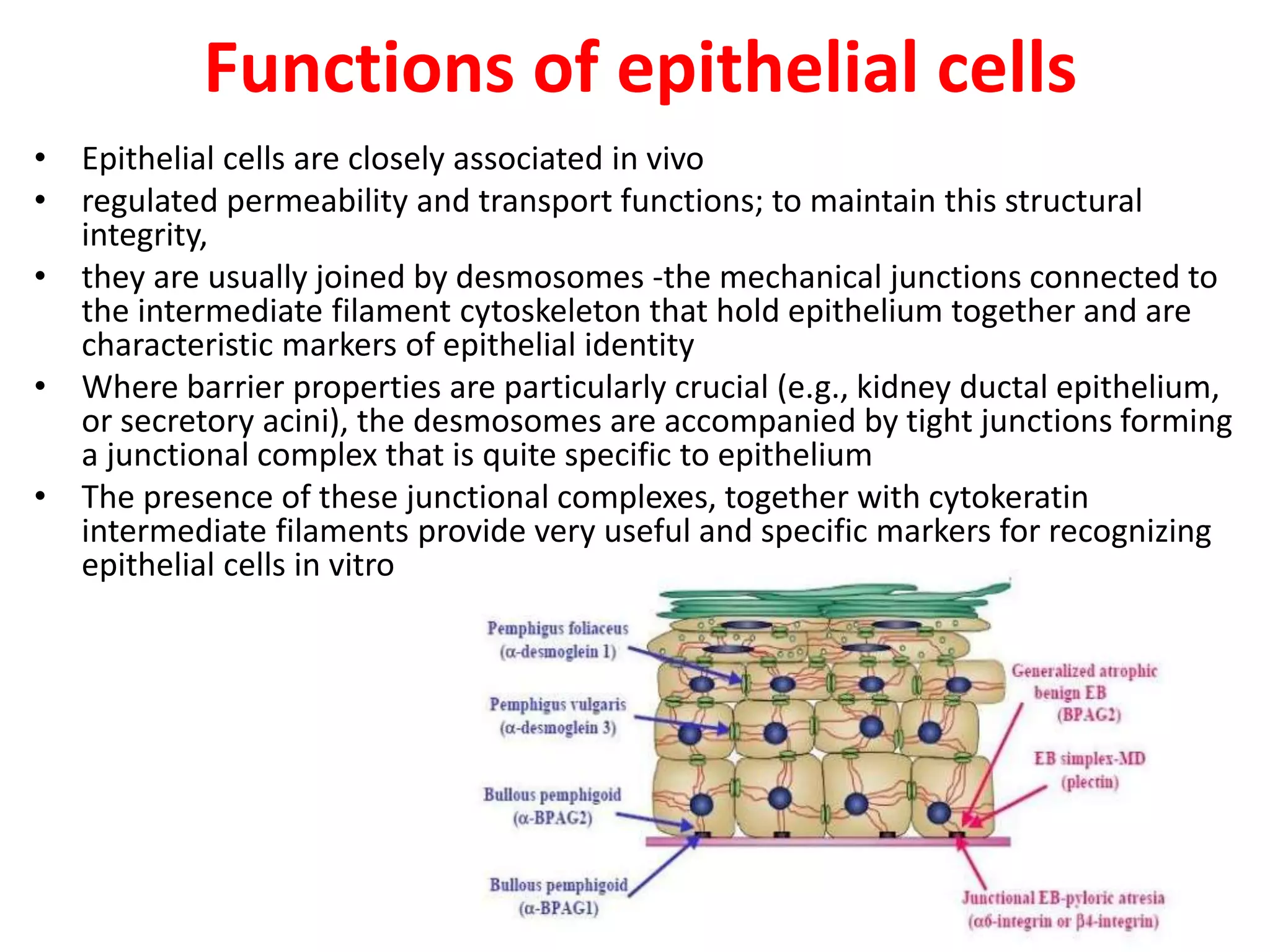Culture of specialised cells | PPTX