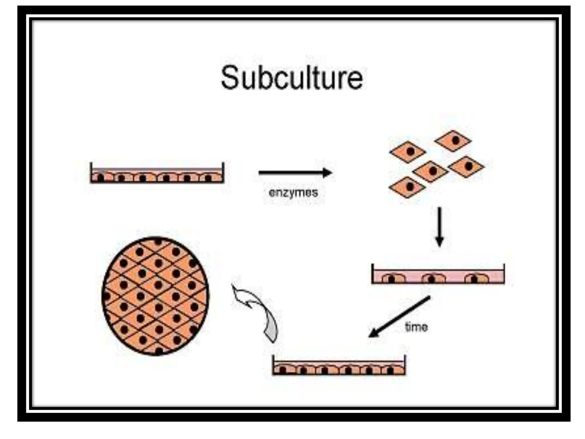 Cultivation of viruses through Egg inoculation methods PPT.pptx
