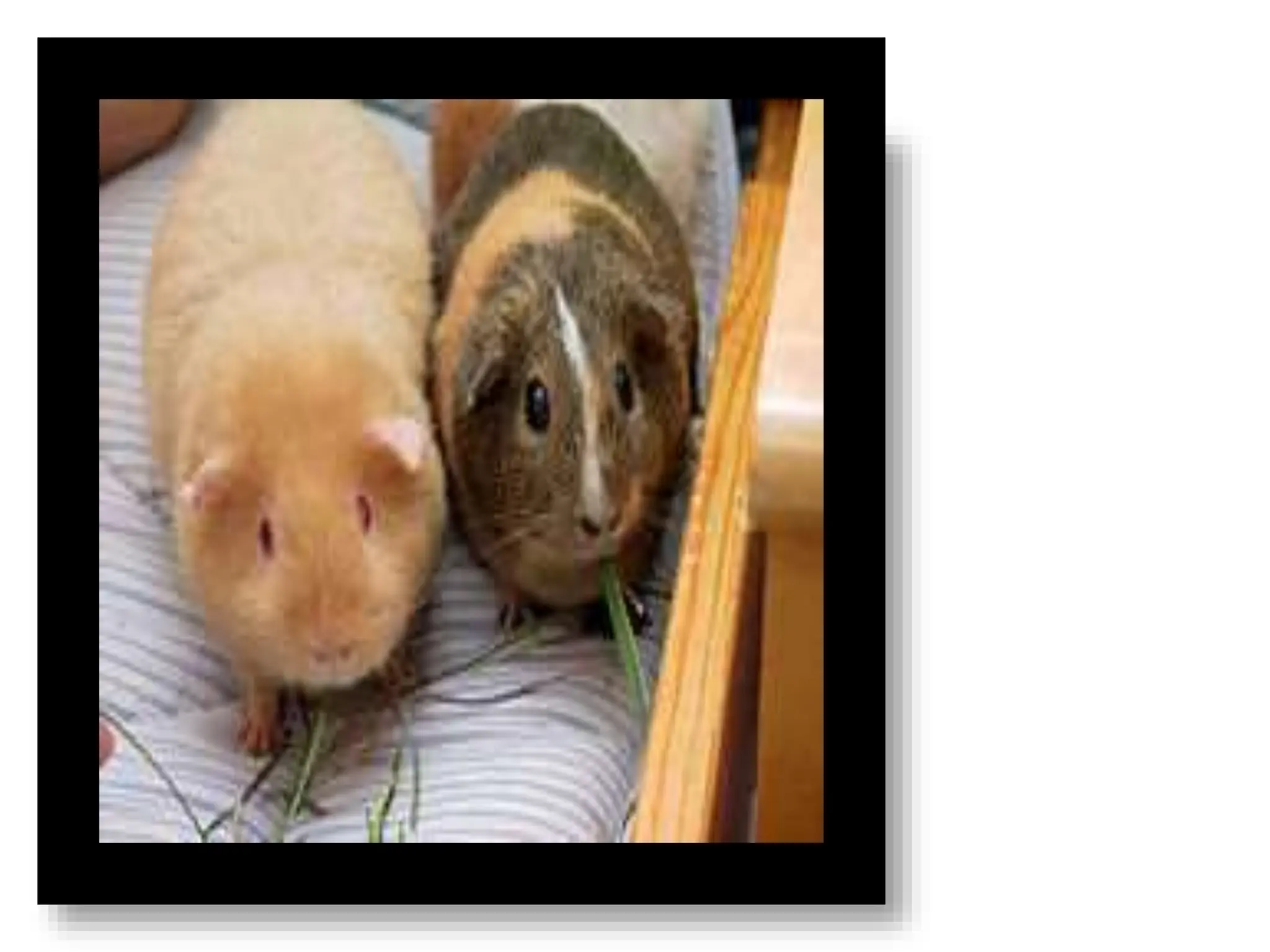 Cultivation of viruses through Egg inoculation methods PPT.pptx