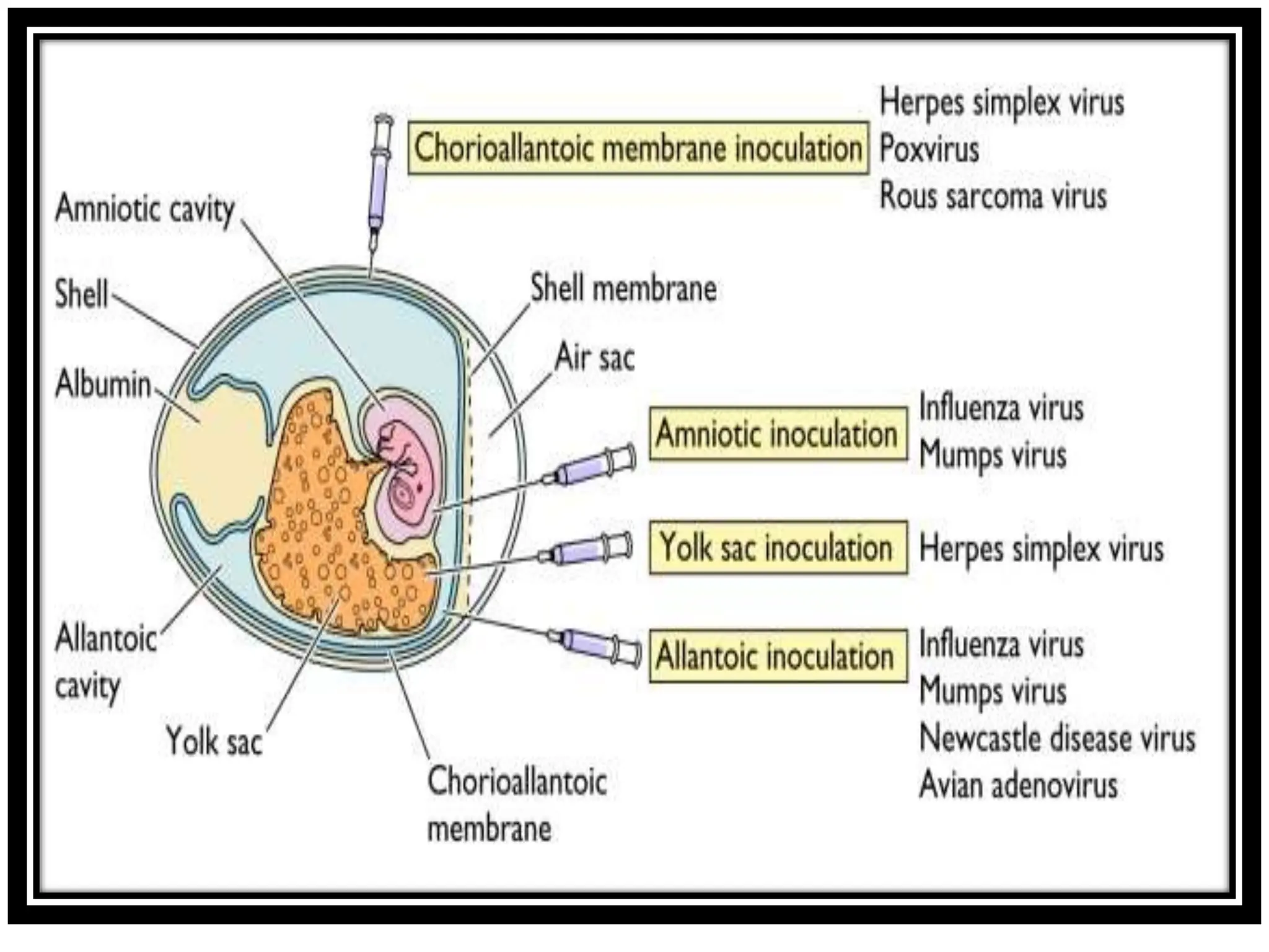 Cultivation of viruses through Egg inoculation methods PPT.pptx