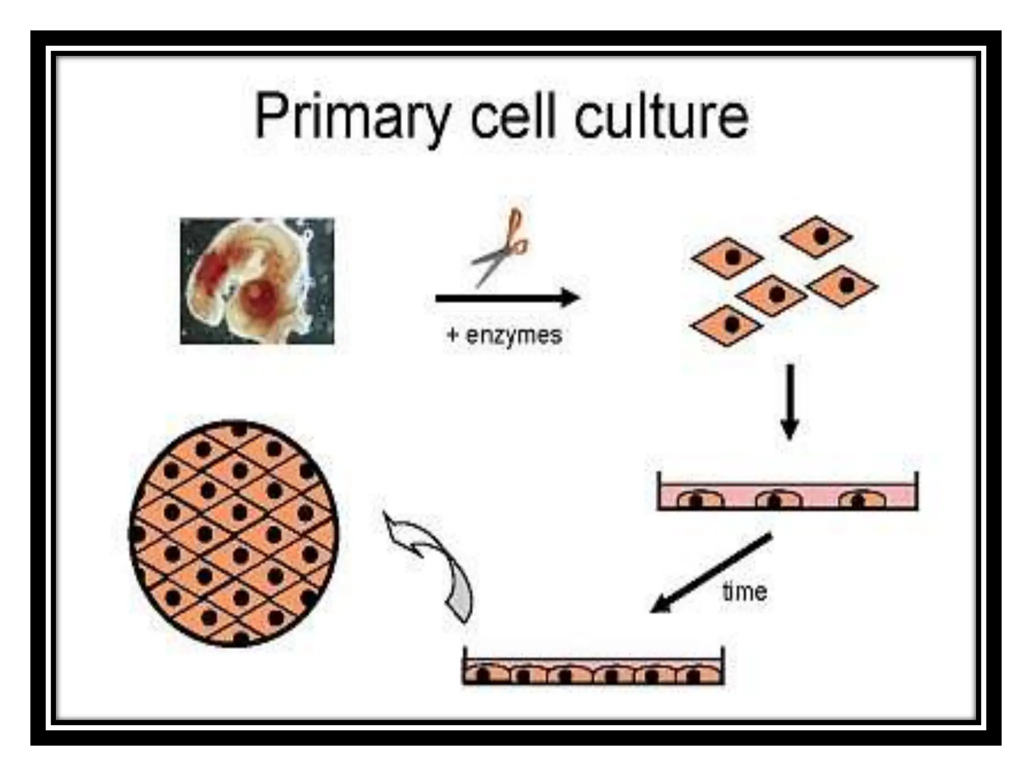 Cultivation of viruses through Egg inoculation methods PPT.pptx