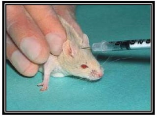 Cultivation of viruses through Egg inoculation methods PPT.pptx