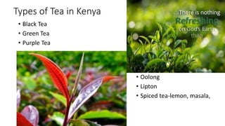 KENYAN TEA VS CHINESE TEA | PPTX