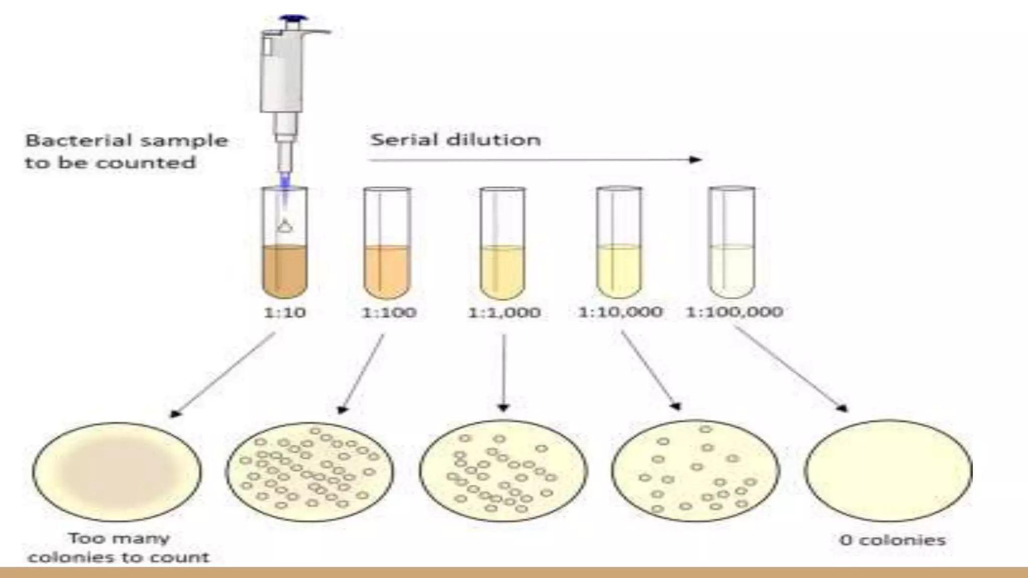 Culture sensitivity tests by ayesha asif ali | PPTX
