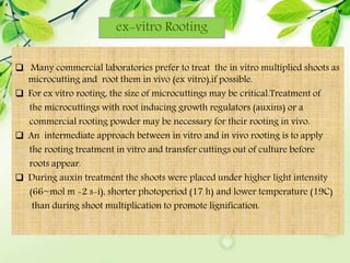 Plant Tissue Culture stage iii rooting | PPT