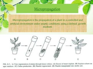 Plant Tissue Culture stage iii rooting | PPTX