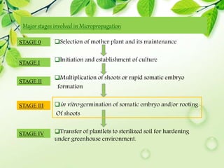 Plant Tissue Culture stage iii rooting | PPT