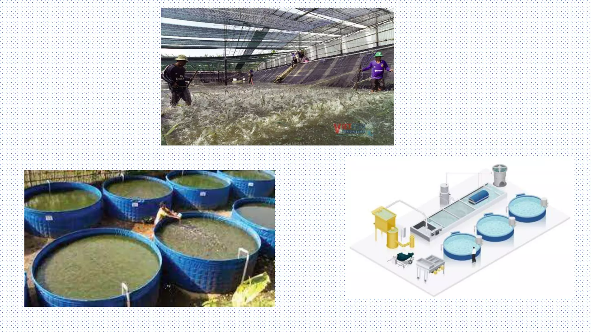 culture system - semi intensive, intensive, super intensice and cage.pptx