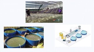 culture system - semi intensive, intensive, super intensice and cage.pptx