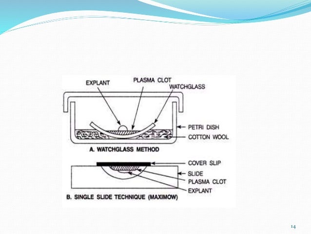 Culture techniq and type of animal cell culture