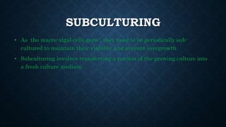 culture techniques of marine microalgae.pptx