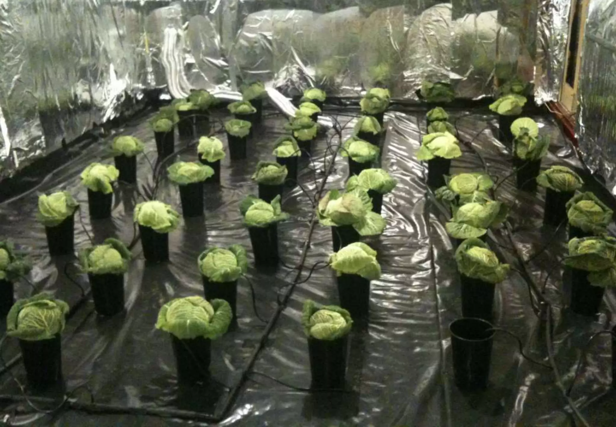 Claire in the Community | PPTX