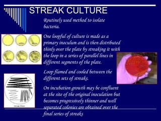 CULTURING METHODS.ppt