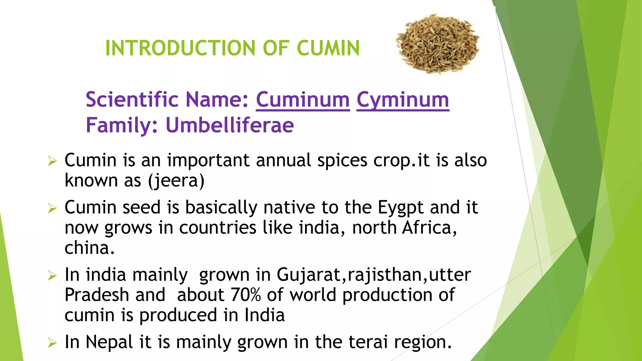 Cumin | PPTX