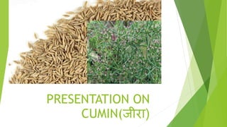 Cumin | PPTX