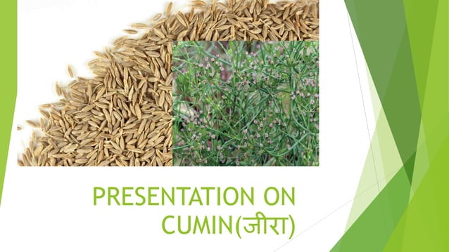 Cumin | PPTX | Agriculture | Industries