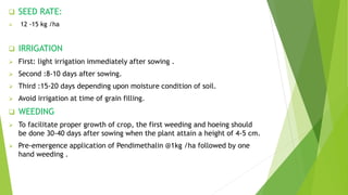 Cumin | PPTX