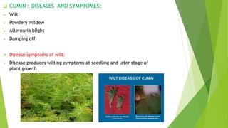 Cumin | PPTX