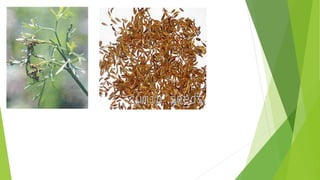 Cumin | PPTX