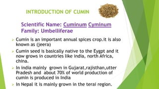 Cumin | PPTX