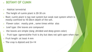 Cumin | PPTX | Agriculture | Industries