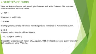 Cumin | PPTX