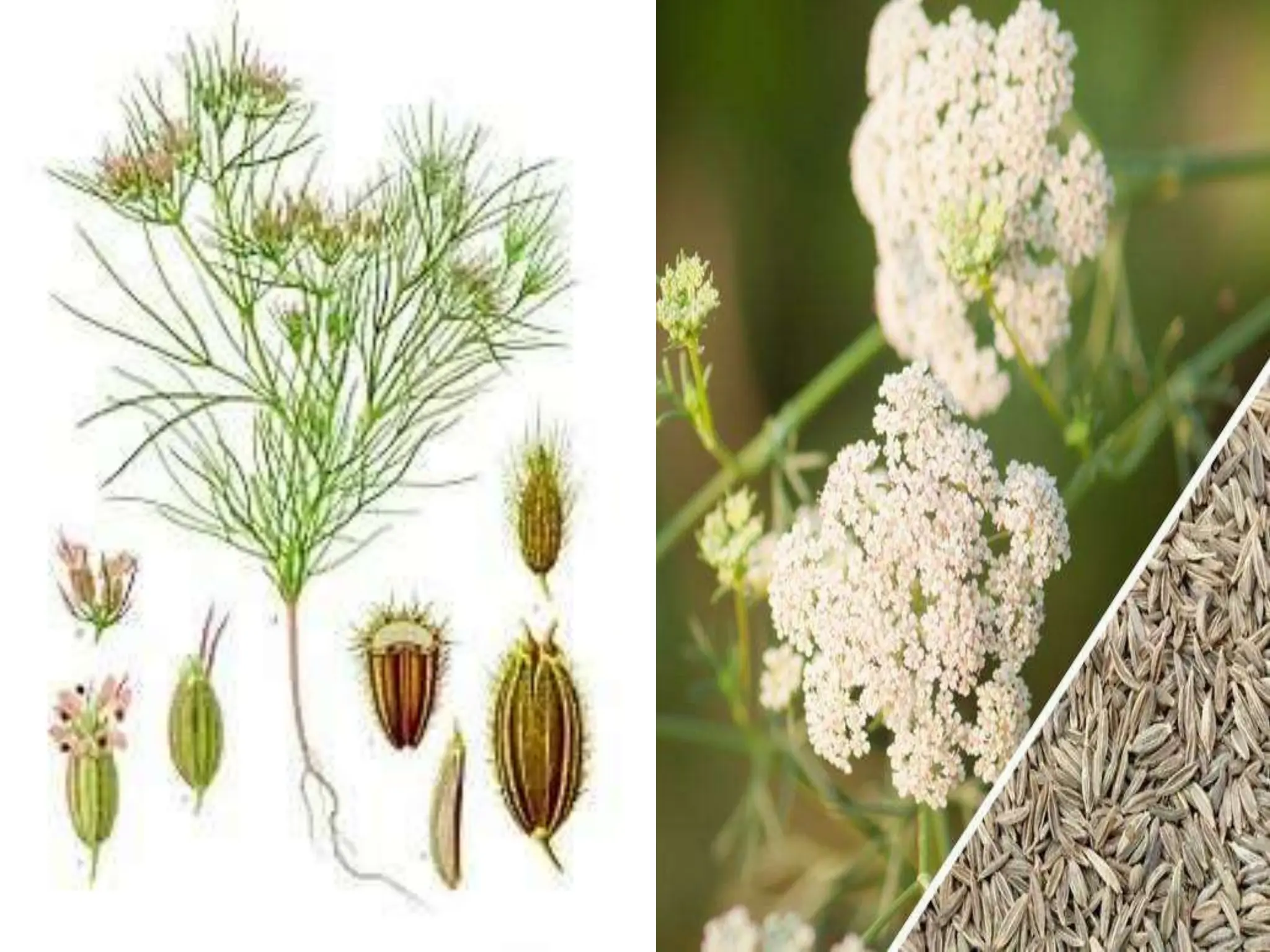 CUMIN VARIETIES by Munazah Bashir..ppt | Agriculture | Industries