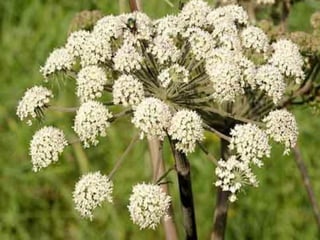 CUMIN VARIETIES by Munazah Bashir..ppt