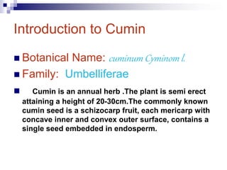 CUMIN VARIETIES by Munazah Bashir..ppt | Agriculture | Industries