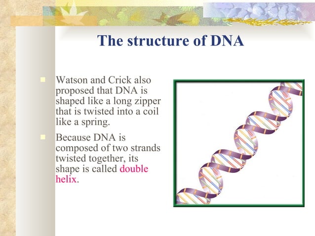 Cumulative review dna rna-protein synthesis-mutations | PPT | Genetics ...