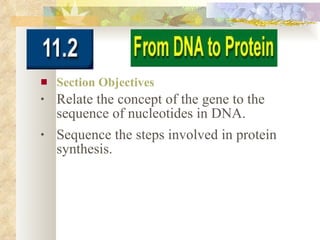 Cumulative review dna rna-protein synthesis-mutations | PPT | Genetics ...