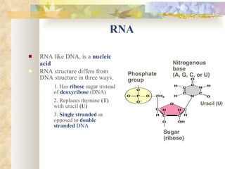 Cumulative review dna rna-protein synthesis-mutations | PPT | Genetics ...
