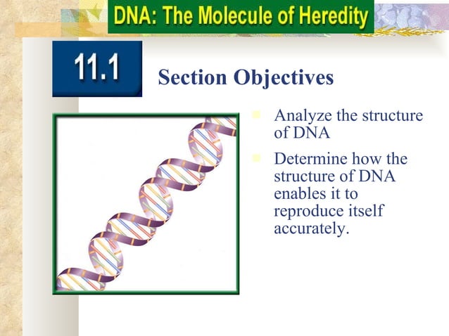 Cumulative review dna rna-protein synthesis-mutations | PPT | Genetics ...