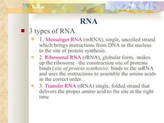 Cumulative review dna rna-protein synthesis-mutations | PPT | Genetics ...