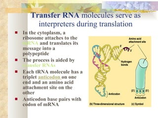 Cumulative review dna rna-protein synthesis-mutations | PPT | Genetics ...
