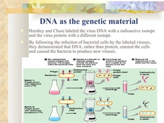 Cumulative review dna rna-protein synthesis-mutations | PPT | Genetics ...