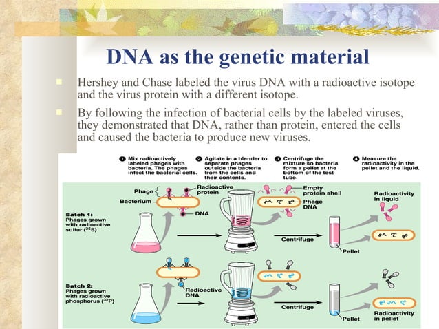 Cumulative review dna rna-protein synthesis-mutations | PPT | Genetics ...