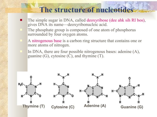 Cumulative review dna rna-protein synthesis-mutations | PPT | Genetics ...