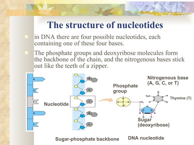 Cumulative review dna rna-protein synthesis-mutations | PPT | Genetics ...
