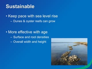 Sustainable approaches to coastal design and adaption to sea level rise ...